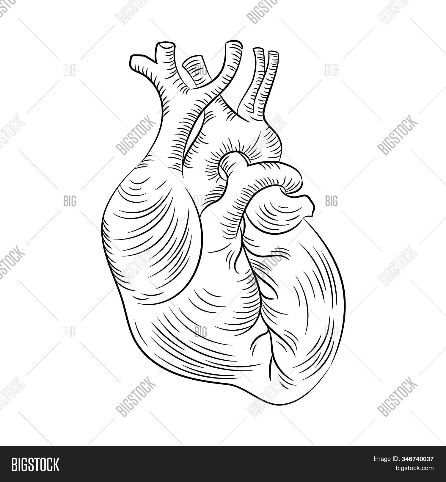 Anatomic Heart Vector & Photo (Free Trial) | Bigstock