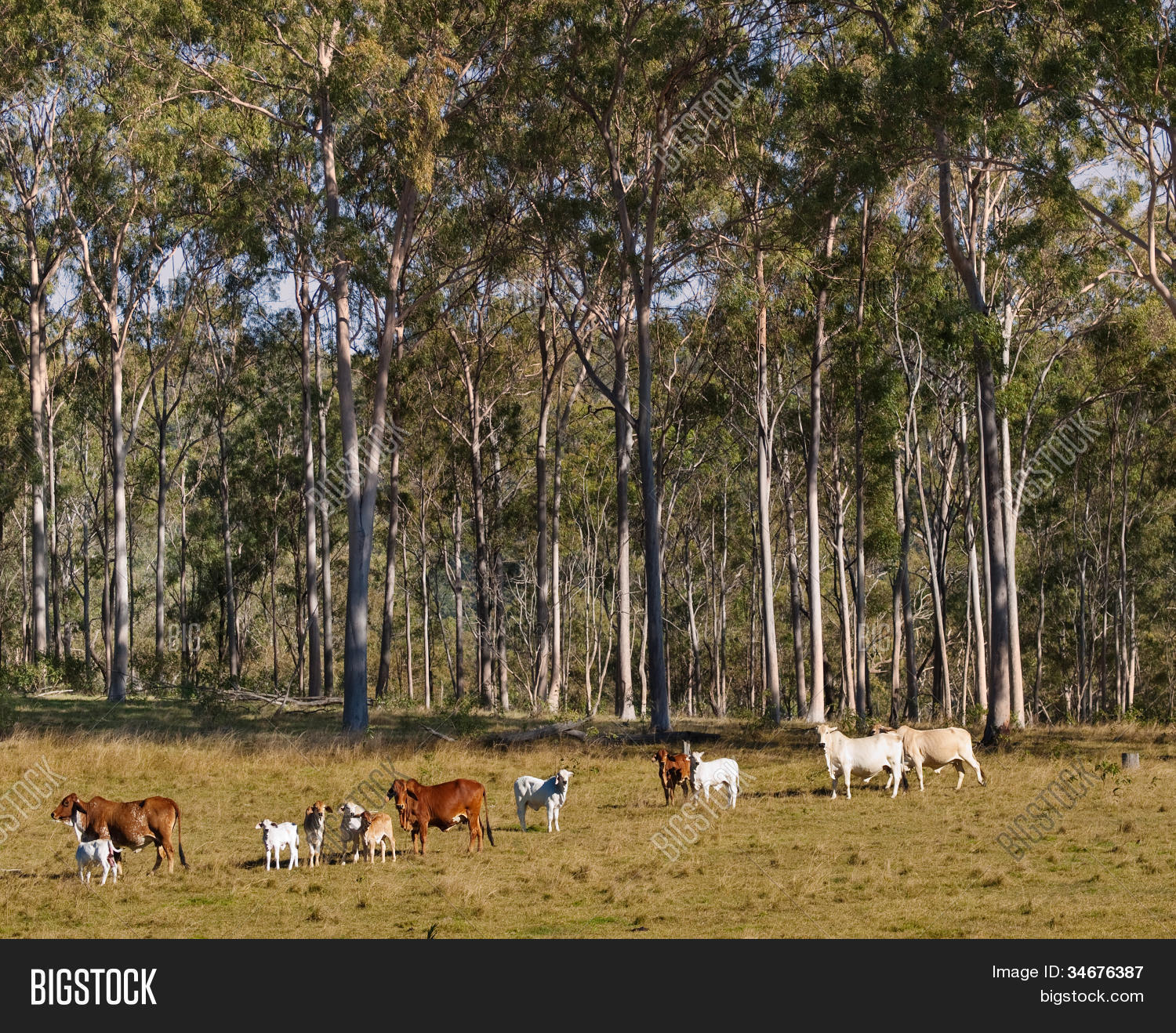 Australian Rural Scene Image & Photo (Free Trial) | Bigstock