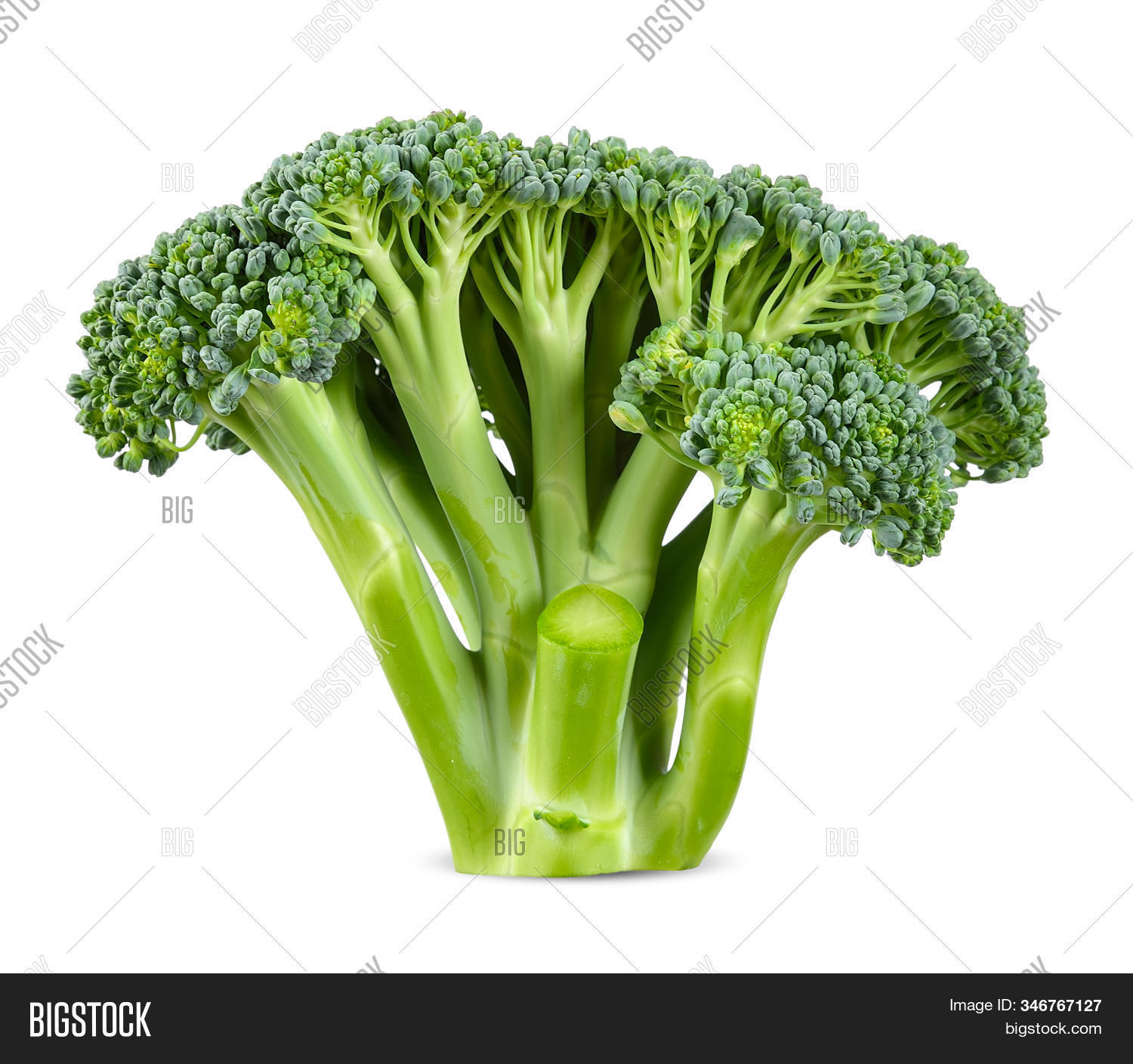 Half Broccoli Isolated Image & Photo (Free Trial) | Bigstock