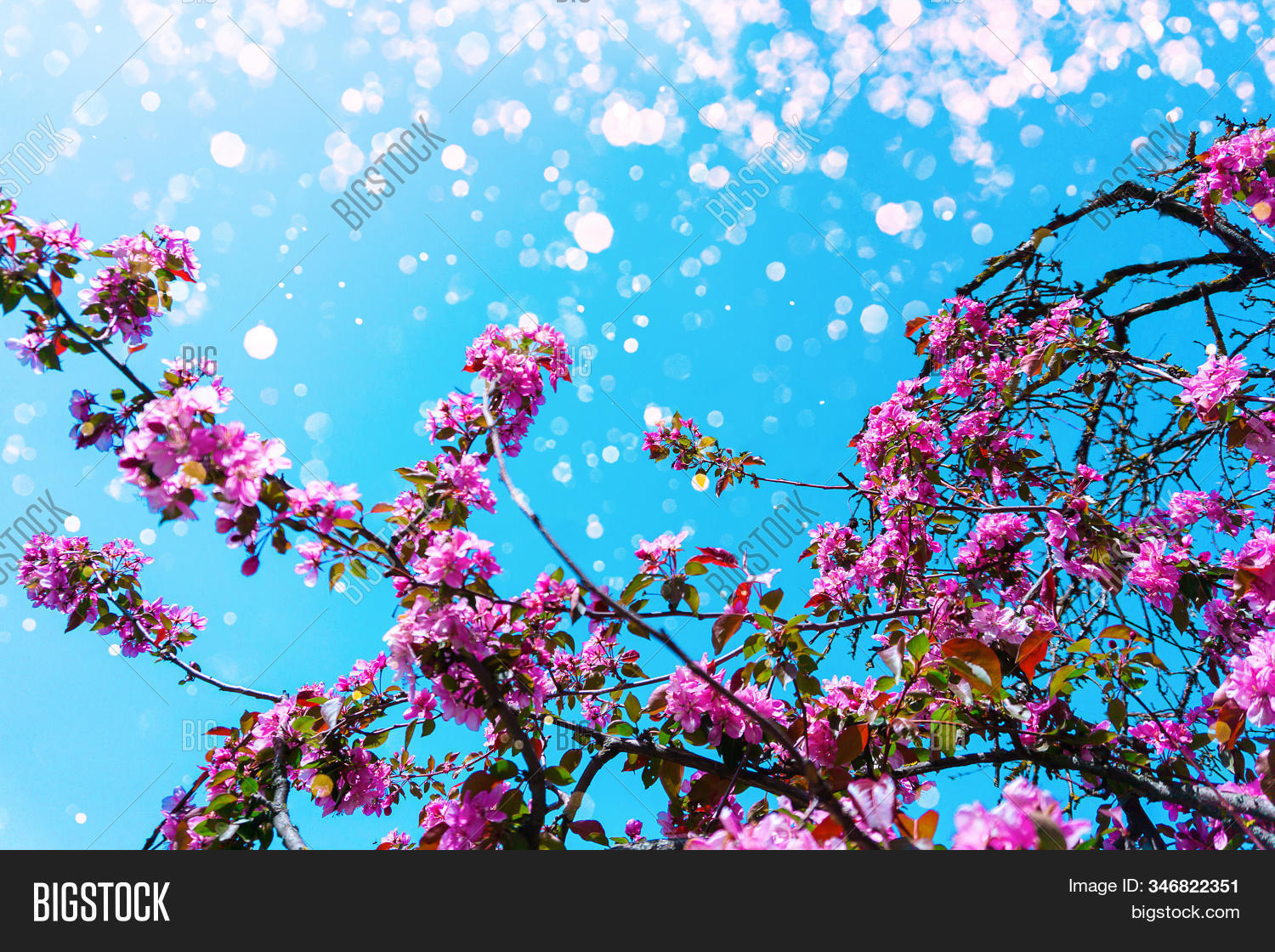 Bright Pink Flowers Image & Photo (Free Trial) | Bigstock