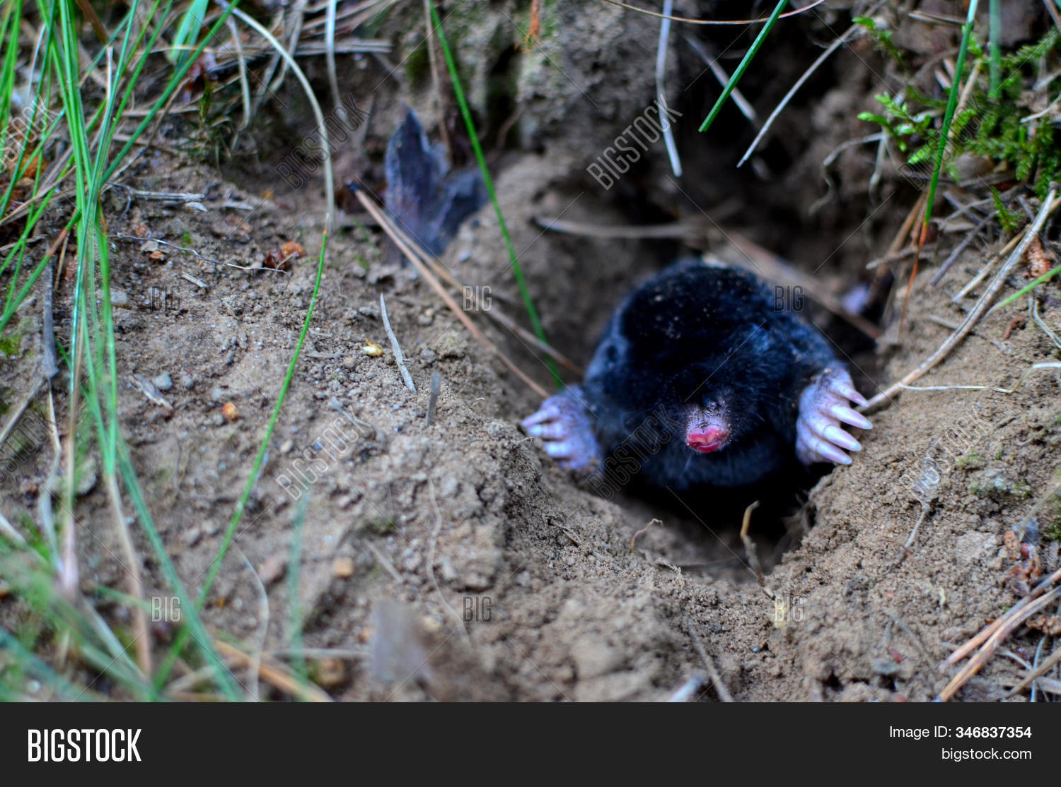 Mole Crawling Out Image & Photo (Free Trial) | Bigstock