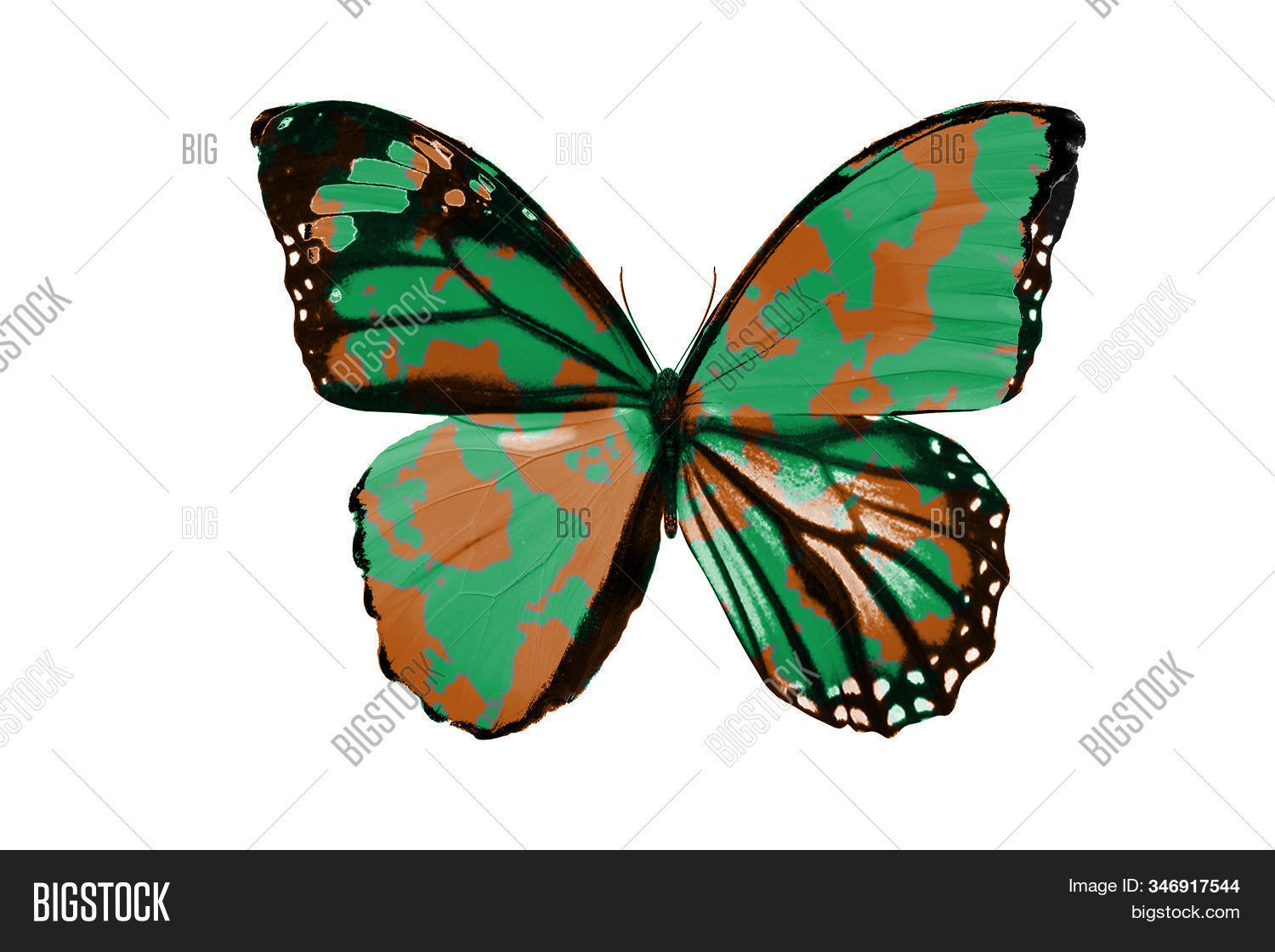 Military Butterfly. Image & Photo (Free Trial) | Bigstock