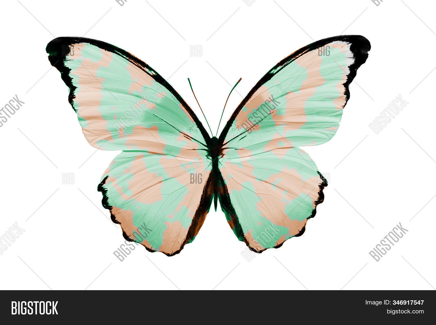 Military Butterfly. Image & Photo (Free Trial) | Bigstock