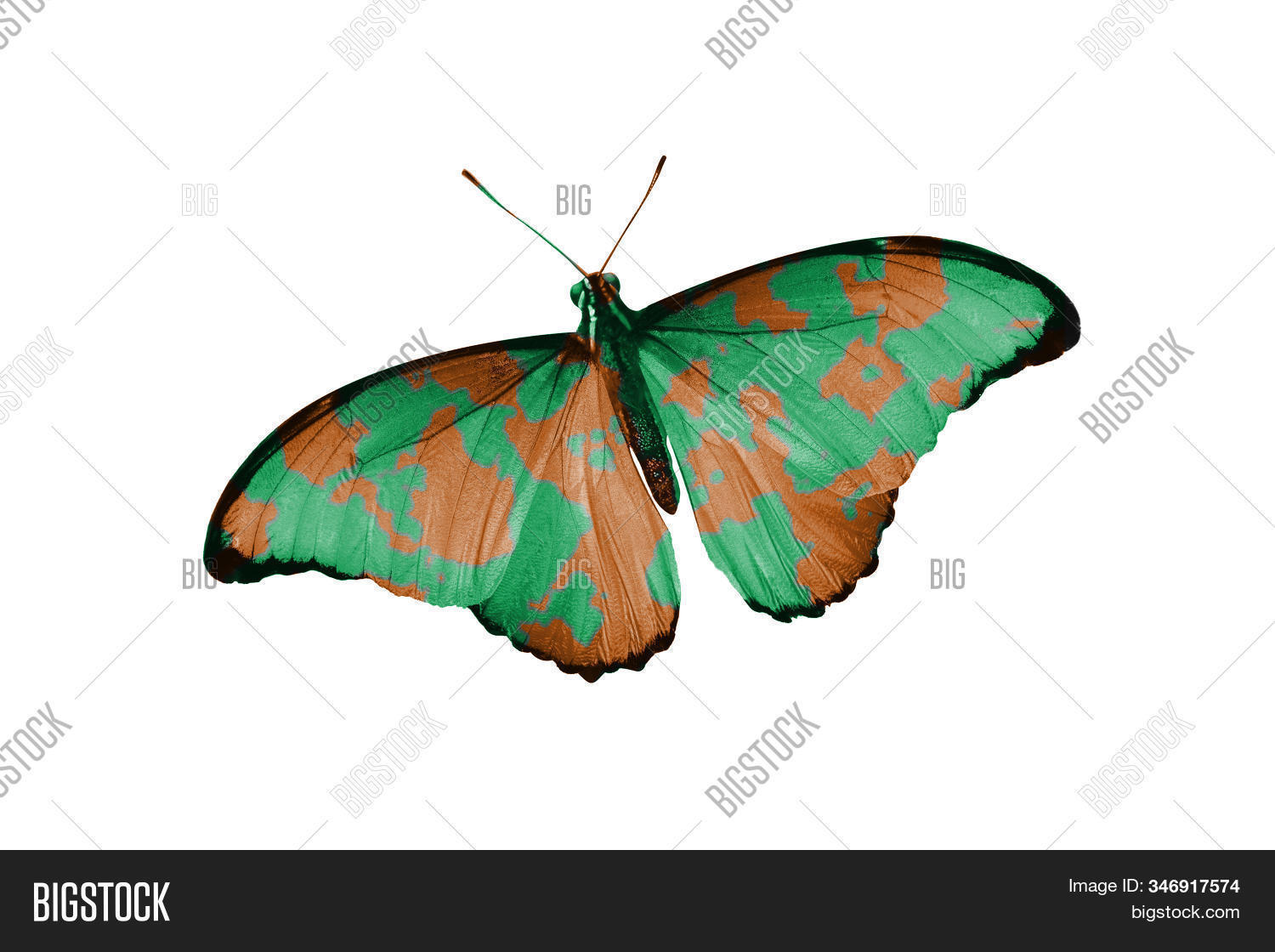Military Butterfly. Image & Photo (Free Trial) | Bigstock