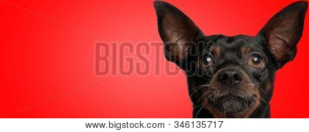 Close Adorable Pincher Image & Photo (Free Trial) | Bigstock