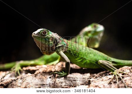 Lizard Families Image & Photo (Free Trial) | Bigstock