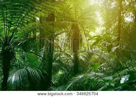 Tree Canopy Tropical Image & Photo (Free Trial) | Bigstock