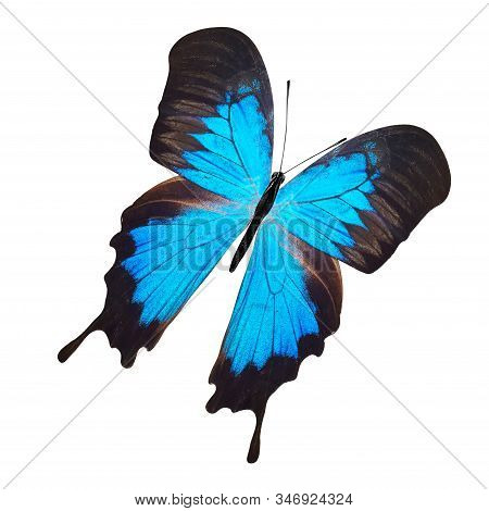 Blue Butterfly. Image & Photo (Free Trial) | Bigstock