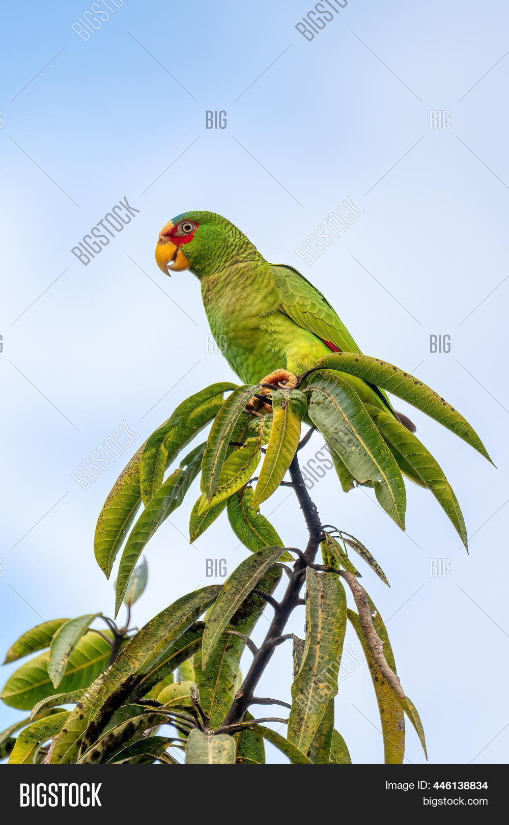 White-fronted Amazon ( Image & Photo (Free Trial) | Bigstock