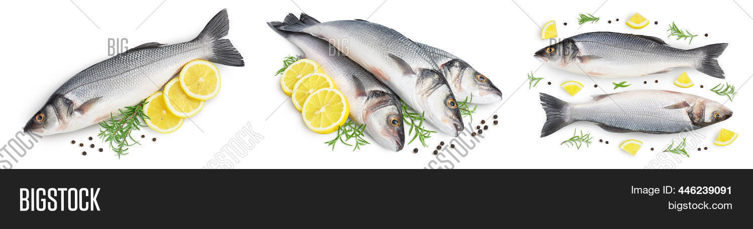Sea Bass Fich Isolated Image & Photo (Free Trial) | Bigstock