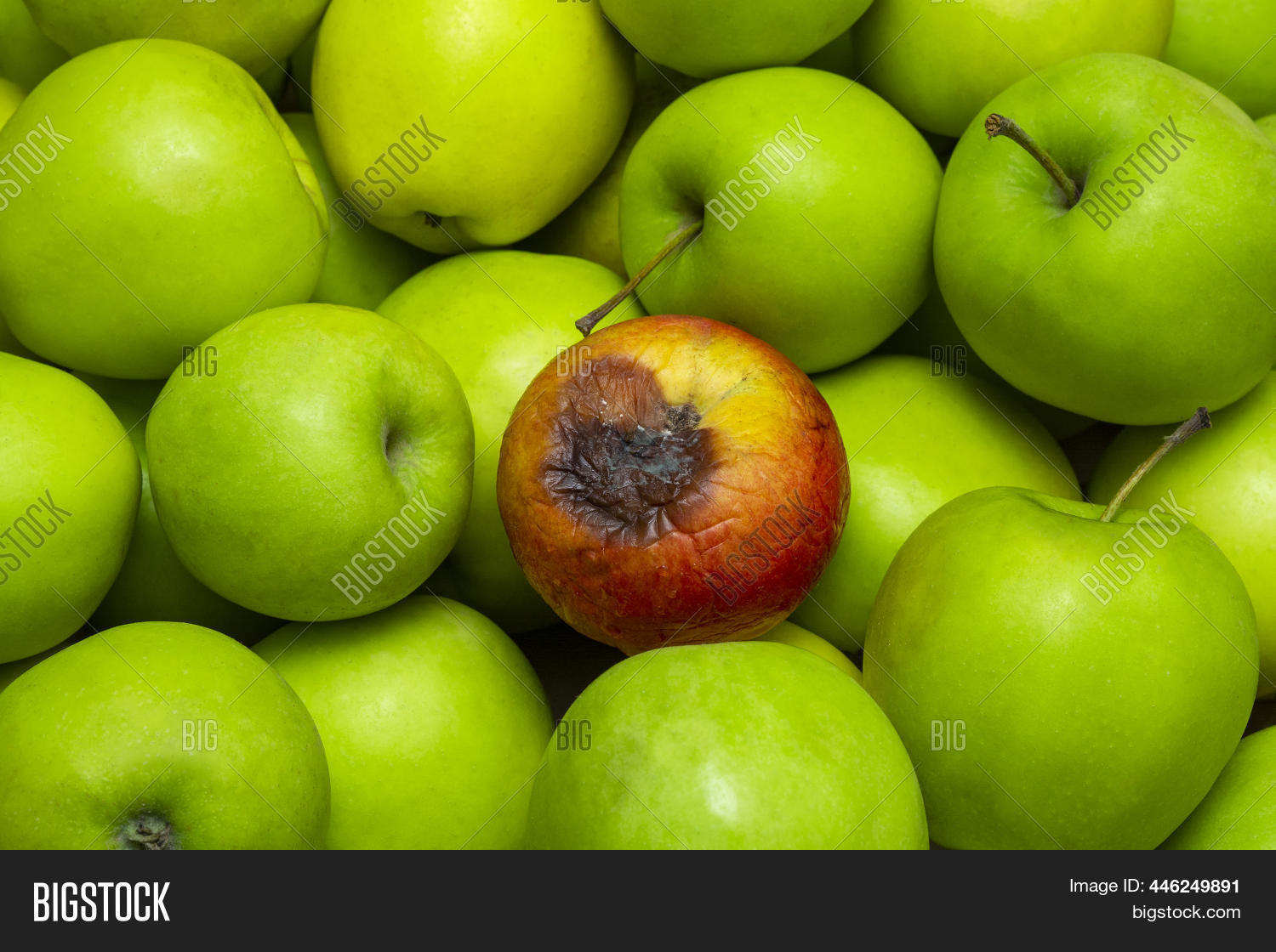 One Red Rotten Apple Image & Photo (Free Trial) | Bigstock
