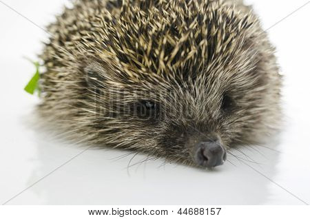 Front View Hedgehog Image & Photo (Free Trial) | Bigstock