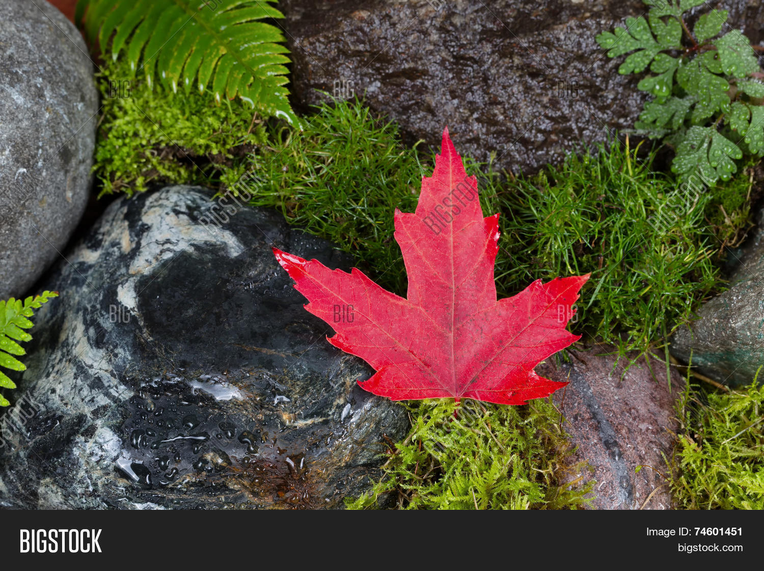 Fallen Red Maple Leaf Image & Photo (Free Trial) | Bigstock
