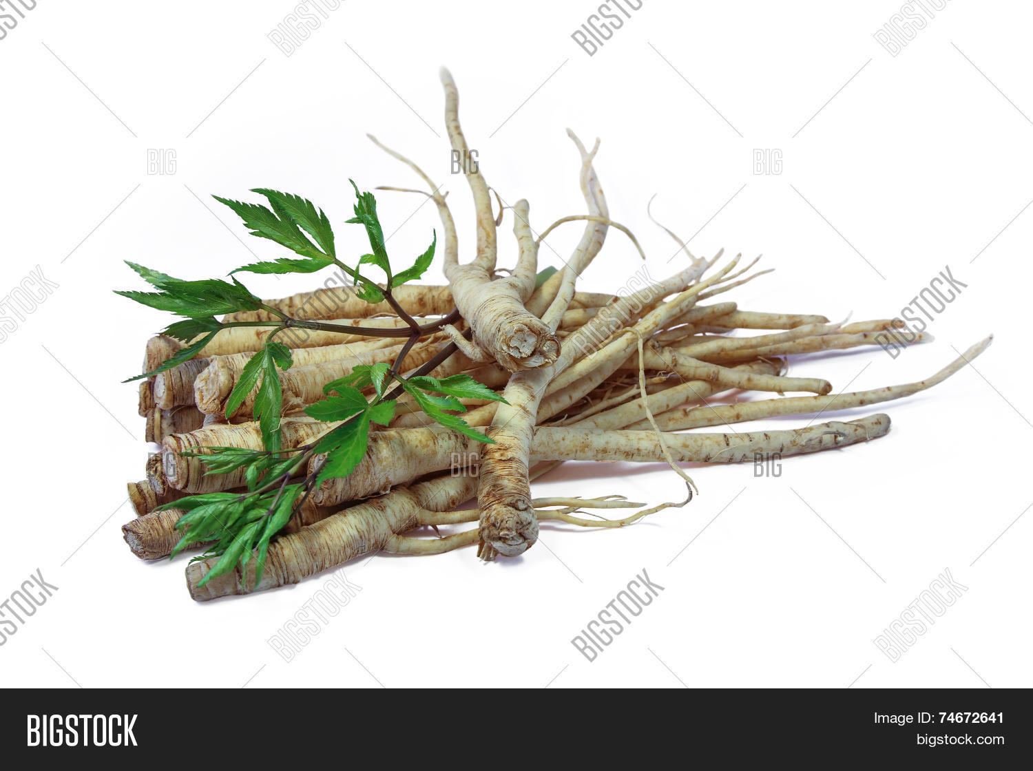 Fresh Ginseng Root Image & Photo (Free Trial) | Bigstock