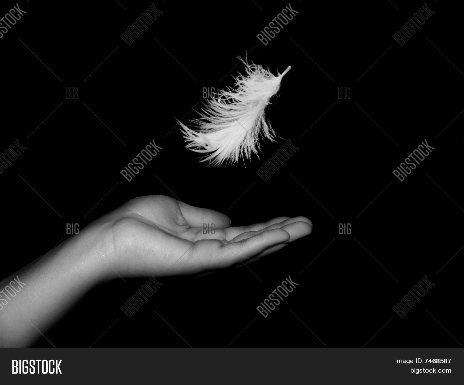 Soft Feather Image & Photo (Free Trial) | Bigstock