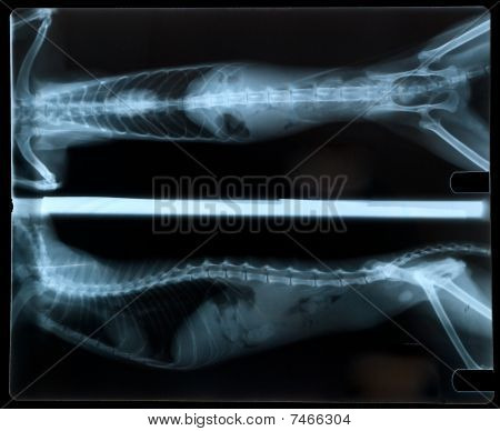Cat X Ray Image & Photo (Free Trial) | Bigstock
