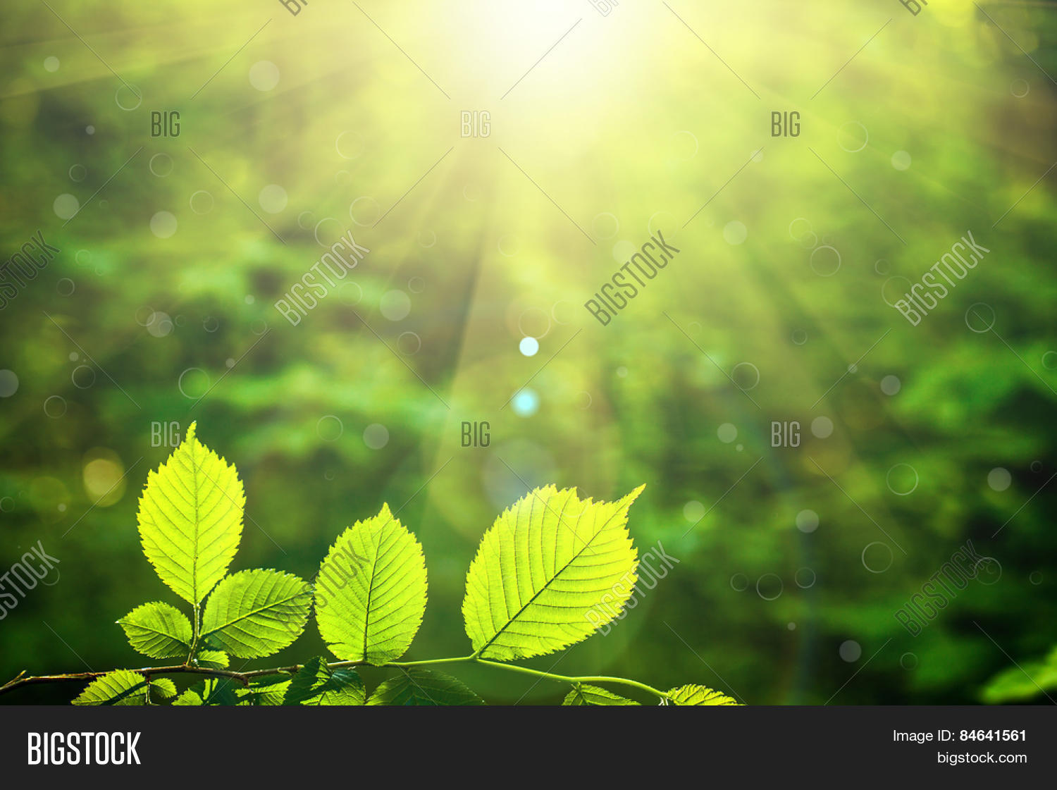 Forest Trees Leaf. Image & Photo (Free Trial) | Bigstock