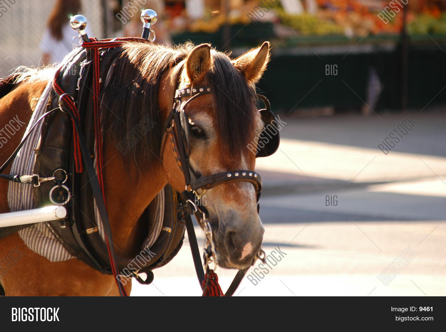 Workhorse Image & Photo (Free Trial) | Bigstock