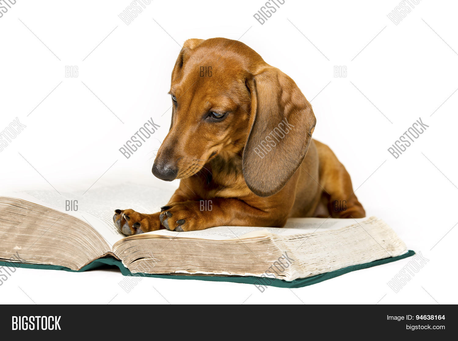 Dog Read Book, Animal Image & Photo (Free Trial) | Bigstock