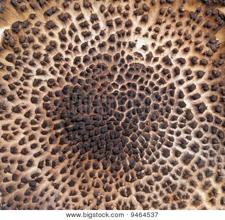 Mushroom Texture Image & Photo (Free Trial) | Bigstock