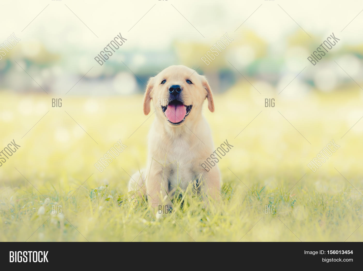 Dog Field. Labrador Image & Photo (Free Trial) | Bigstock