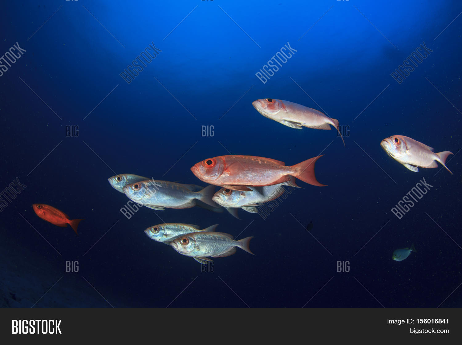 School Red Fish: Image & Photo (Free Trial) | Bigstock