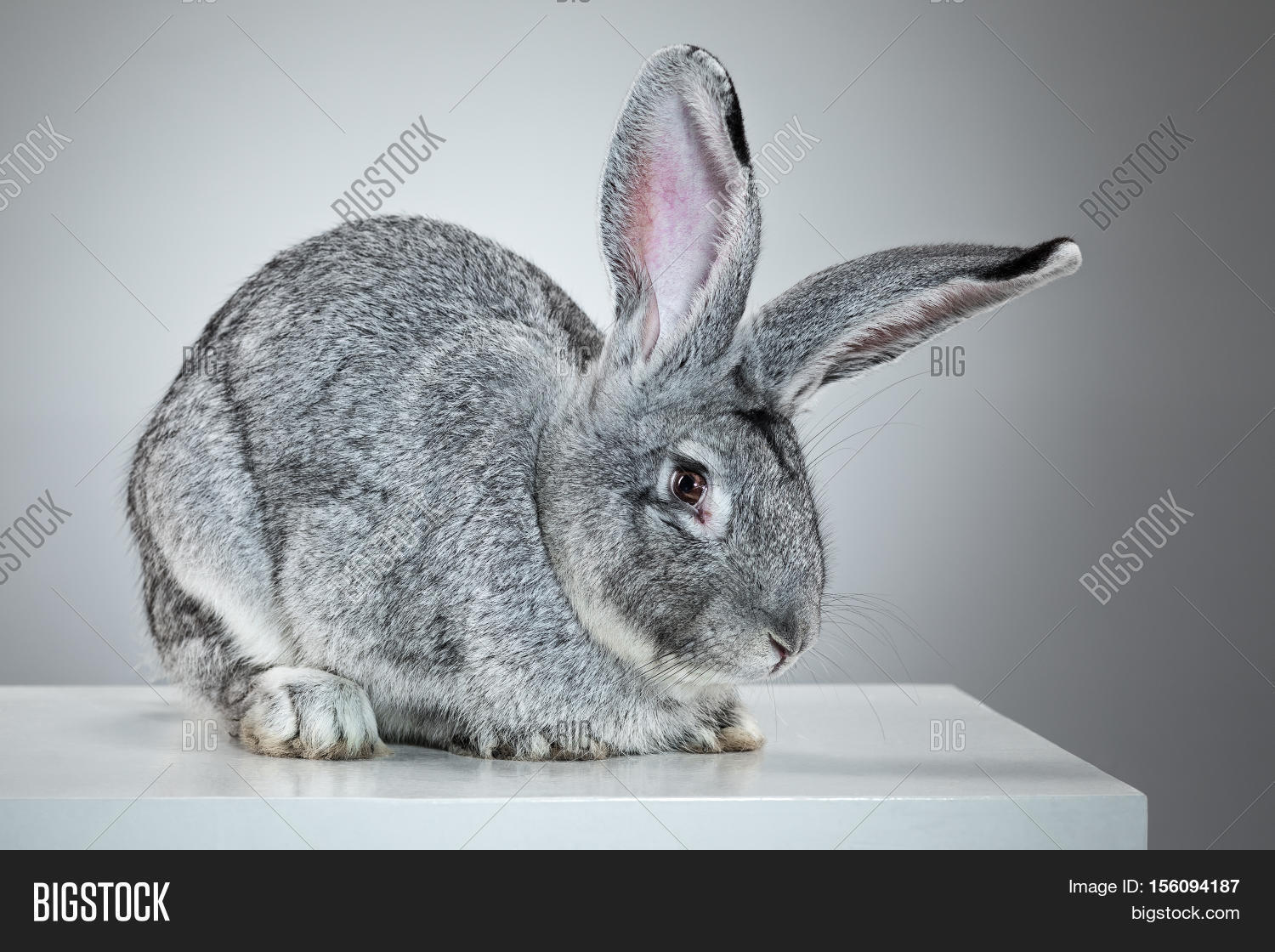 European Rabbit Common Image & Photo (Free Trial) | Bigstock