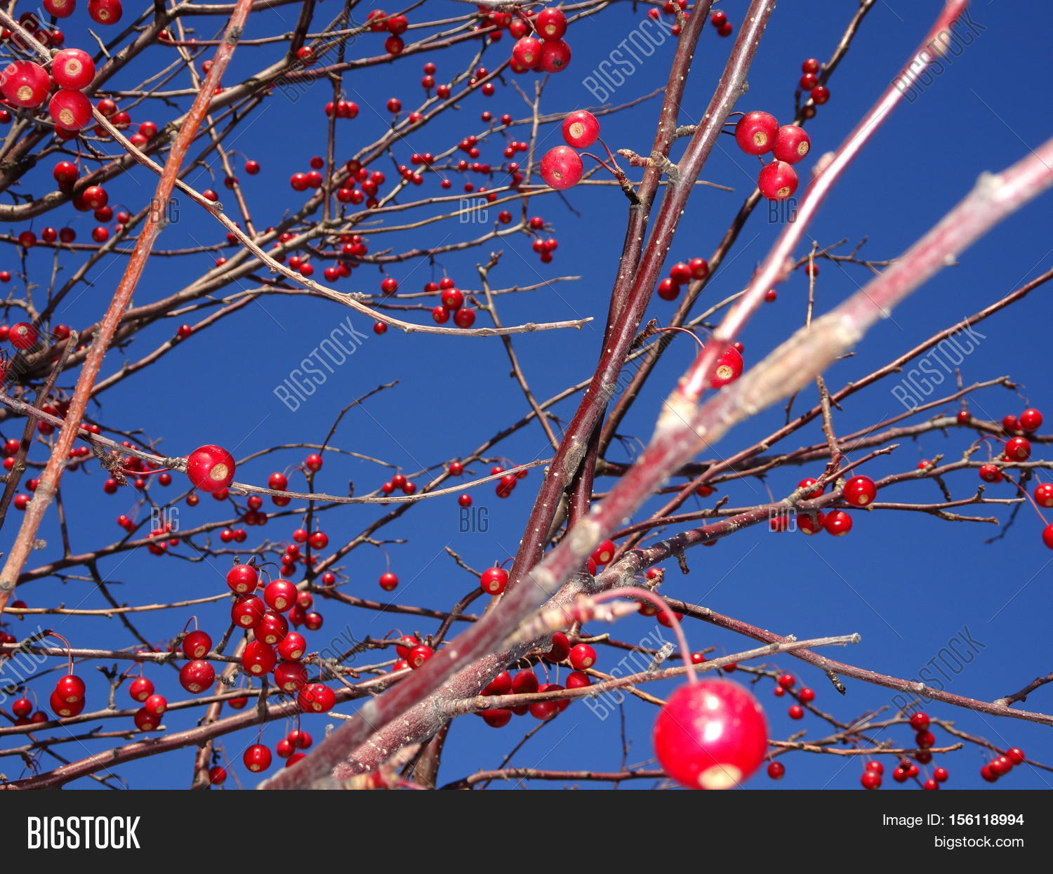 Tree Red Berries Fall Image & Photo (Free Trial) | Bigstock