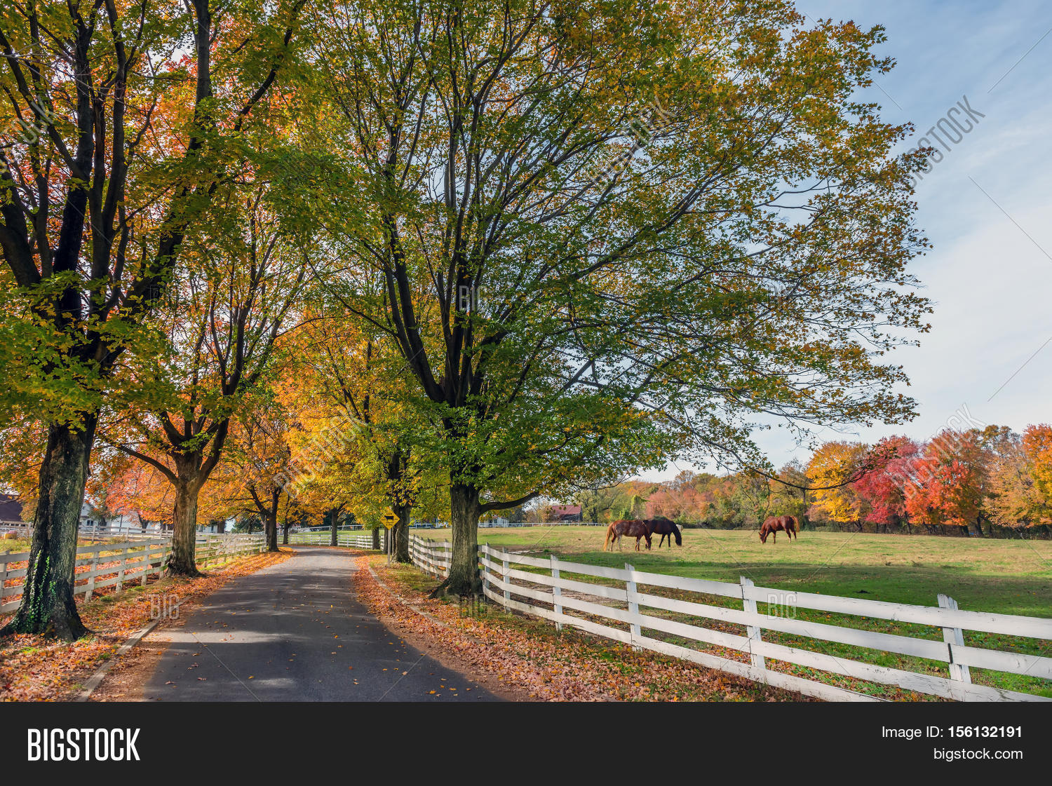 Tree Lined Country Image & Photo (Free Trial) | Bigstock