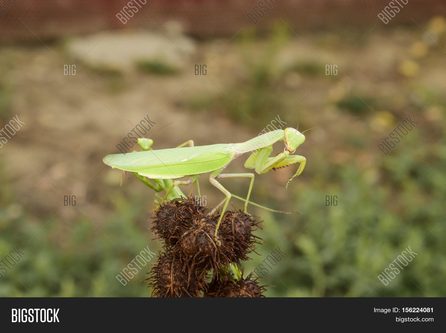 Mantis On Tong. Mating Image & Photo (Free Trial) | Bigstock
