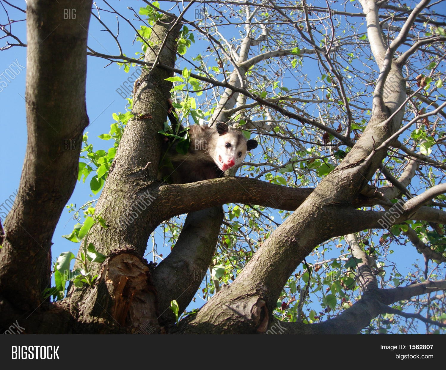 Possom Tree Image & Photo (Free Trial) | Bigstock