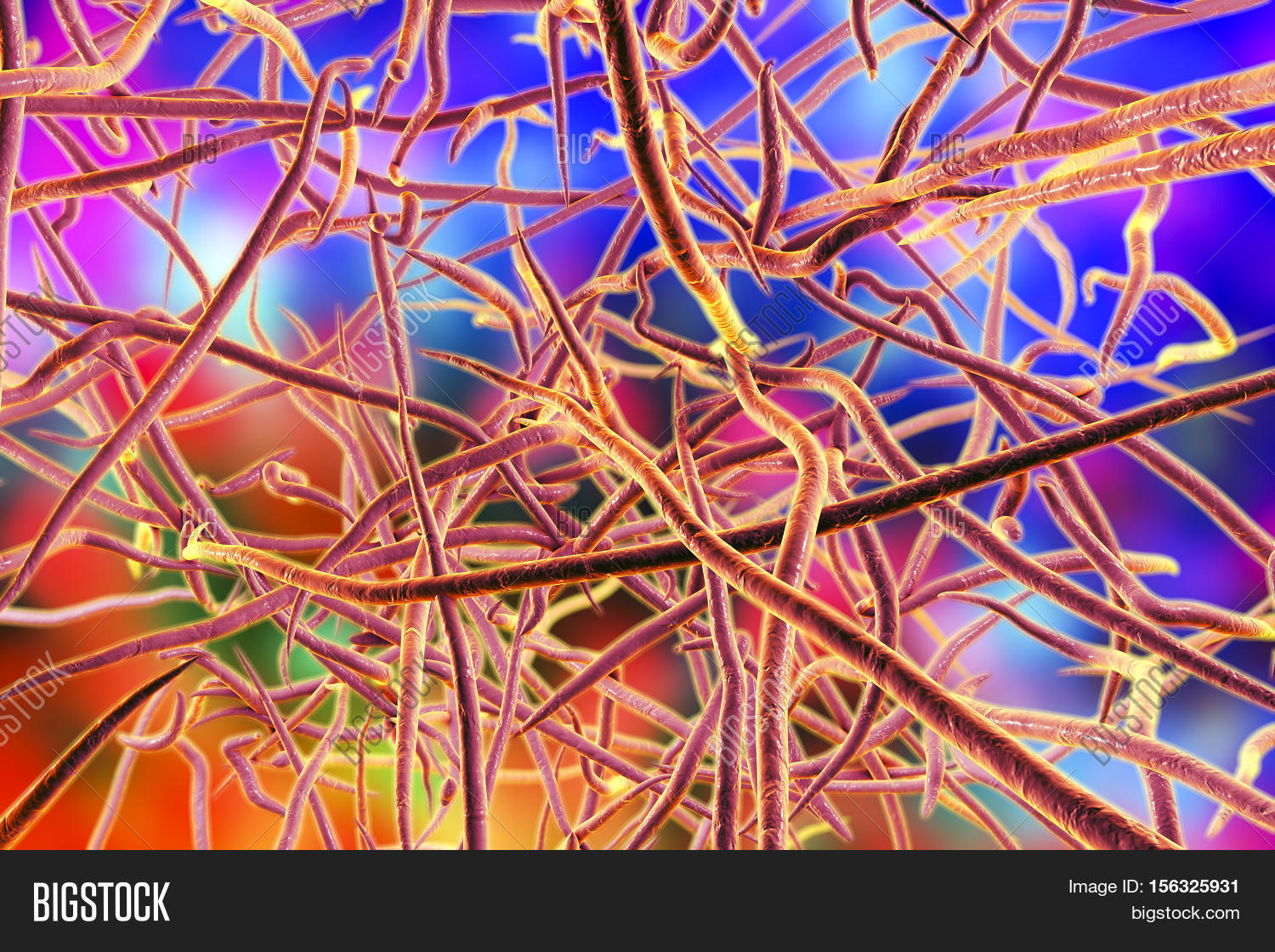Nocardia Bacteria, 3D Image & Photo (Free Trial) | Bigstock