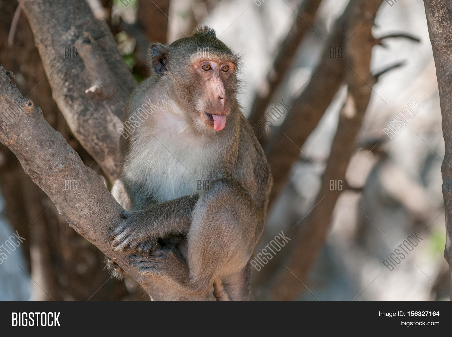 Macaque Monkey Image & Photo (Free Trial) | Bigstock