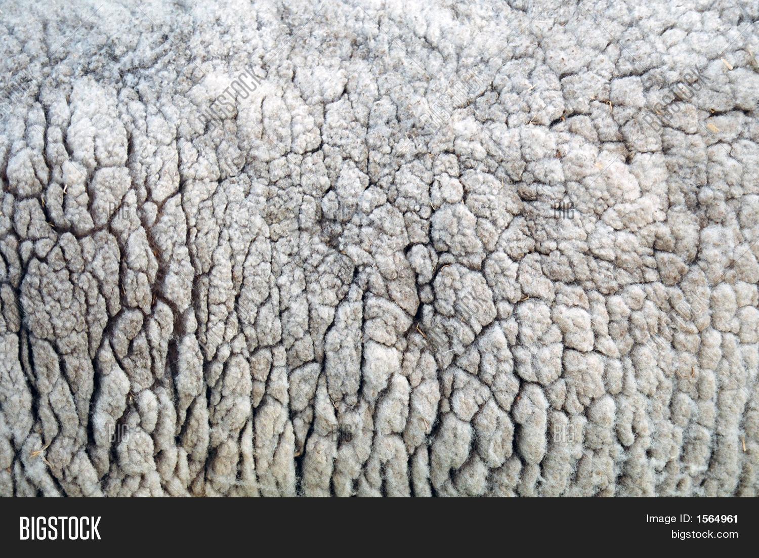 Texture Sheep Wool Image & Photo (Free Trial) | Bigstock