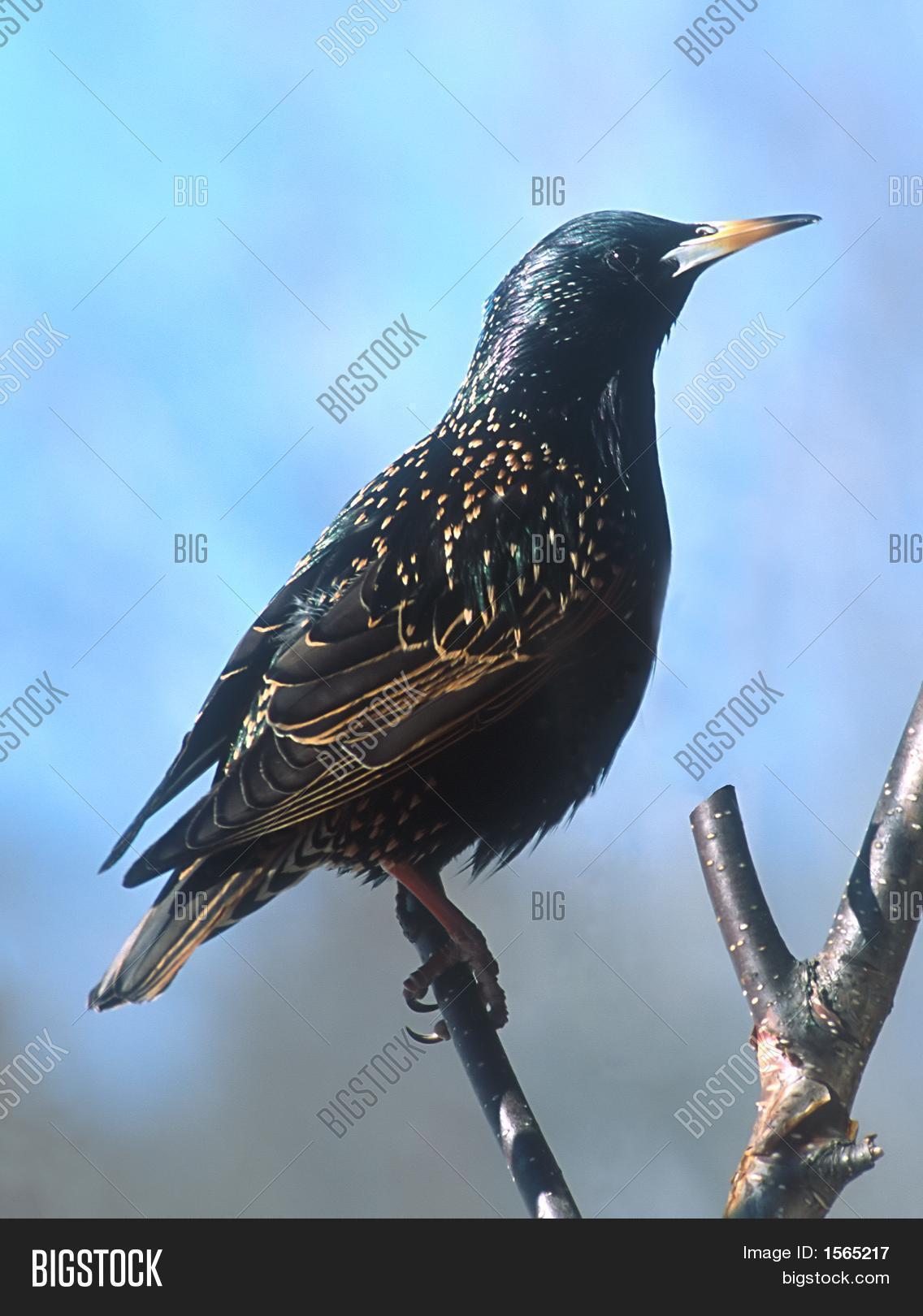 Eastern Starling Image & Photo (Free Trial) | Bigstock