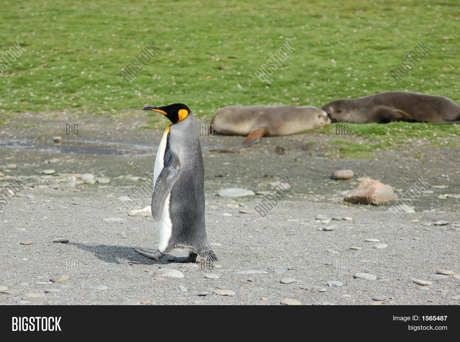 1 King Penguin Walking Image & Photo (Free Trial) | Bigstock