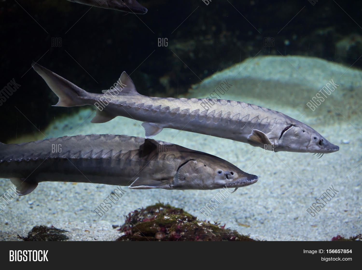 European Sea Sturgeon Image & Photo (Free Trial) | Bigstock