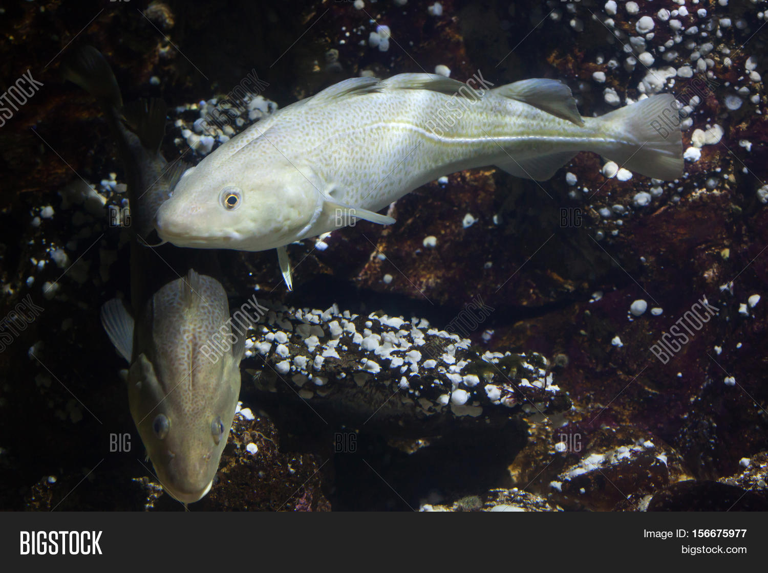 Atlantic Cod (Gadus Image & Photo (Free Trial) | Bigstock
