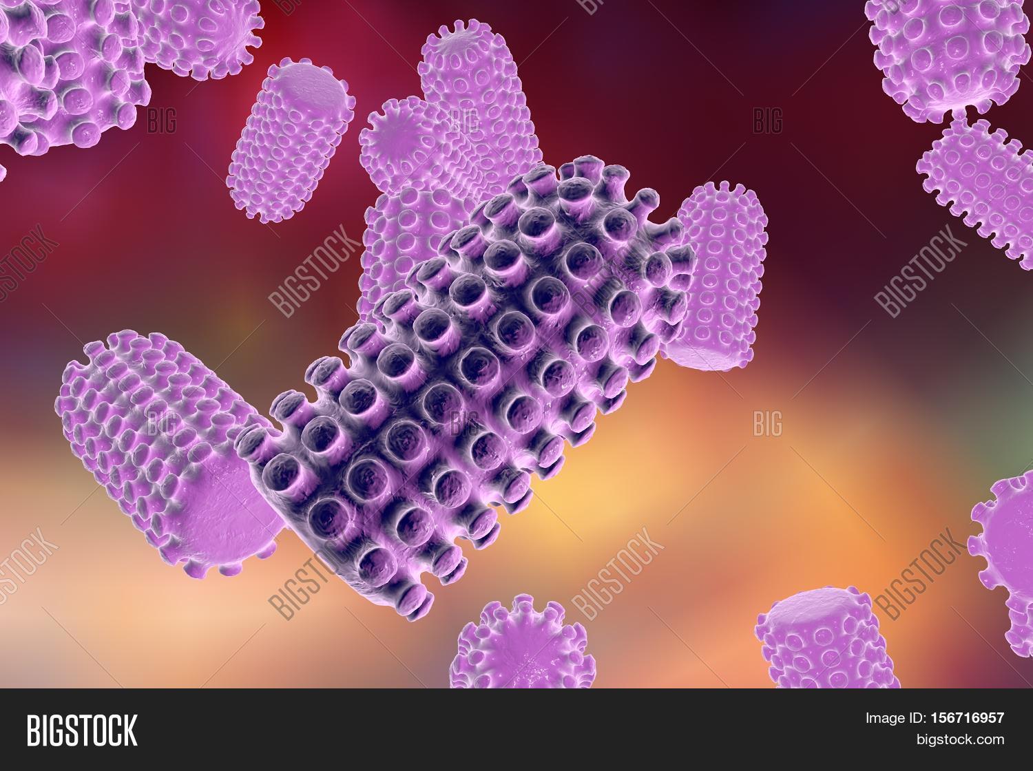 Rabies Virus, 3D Image & Photo (Free Trial) | Bigstock