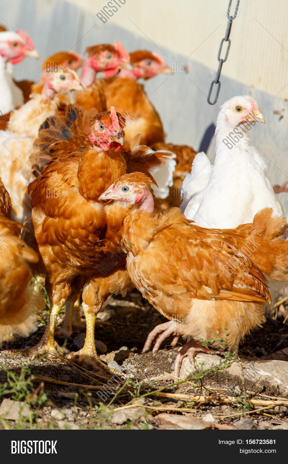 Flock Chickens Roam Image & Photo (Free Trial) | Bigstock