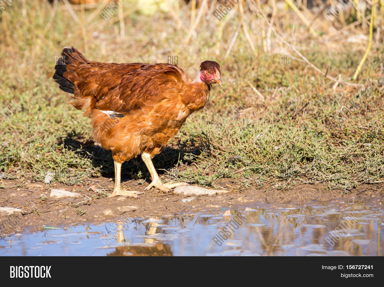 Closeup On Laying Hen Image & Photo (Free Trial) | Bigstock
