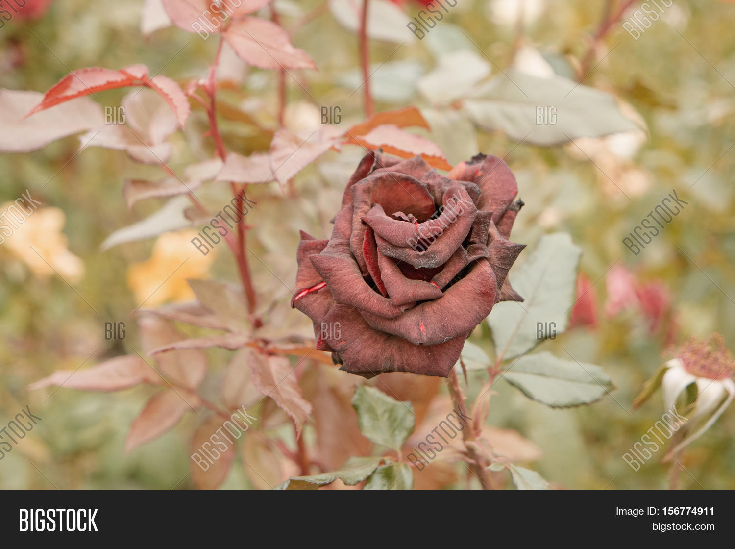 Dry Deep Red Rose Image & Photo (Free Trial) | Bigstock