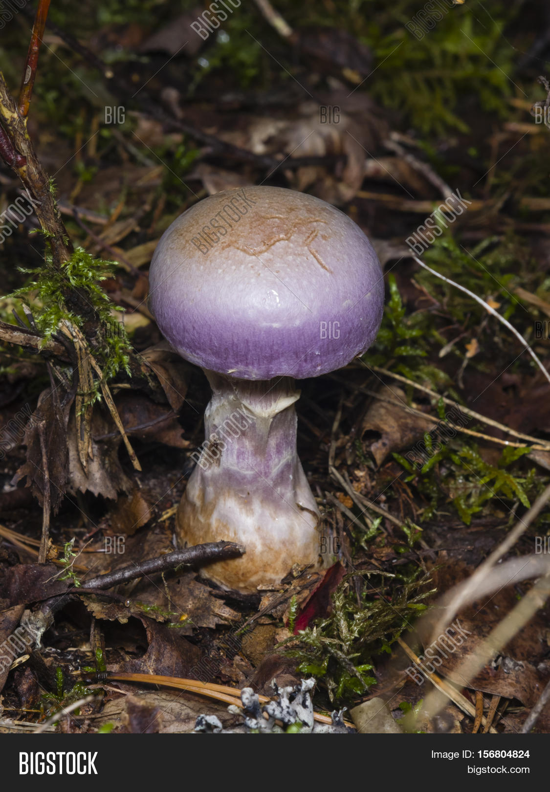 Gassy Webcap Image & Photo (Free Trial) | Bigstock