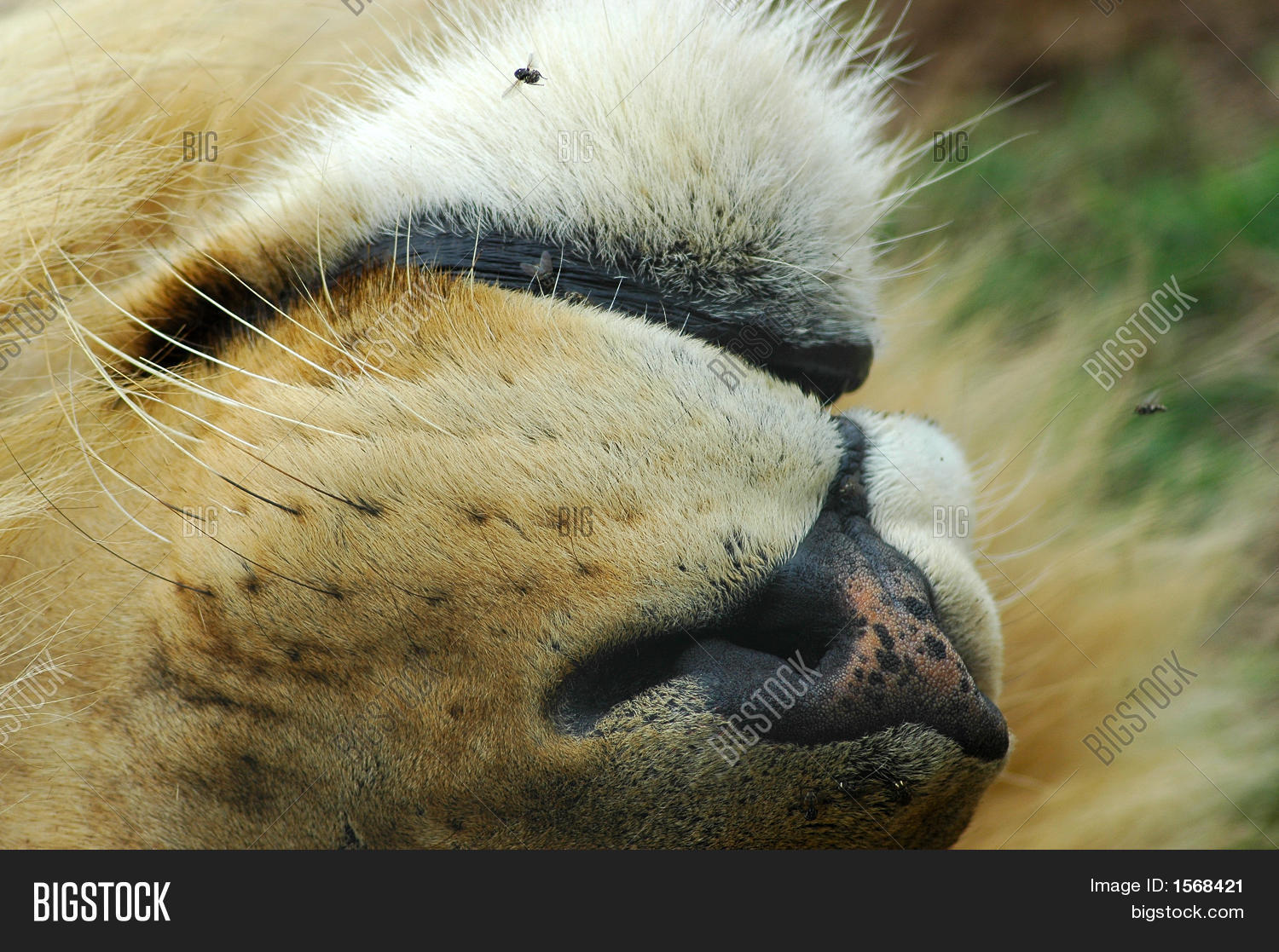 Closeup Lion Nose Image & Photo (Free Trial) | Bigstock