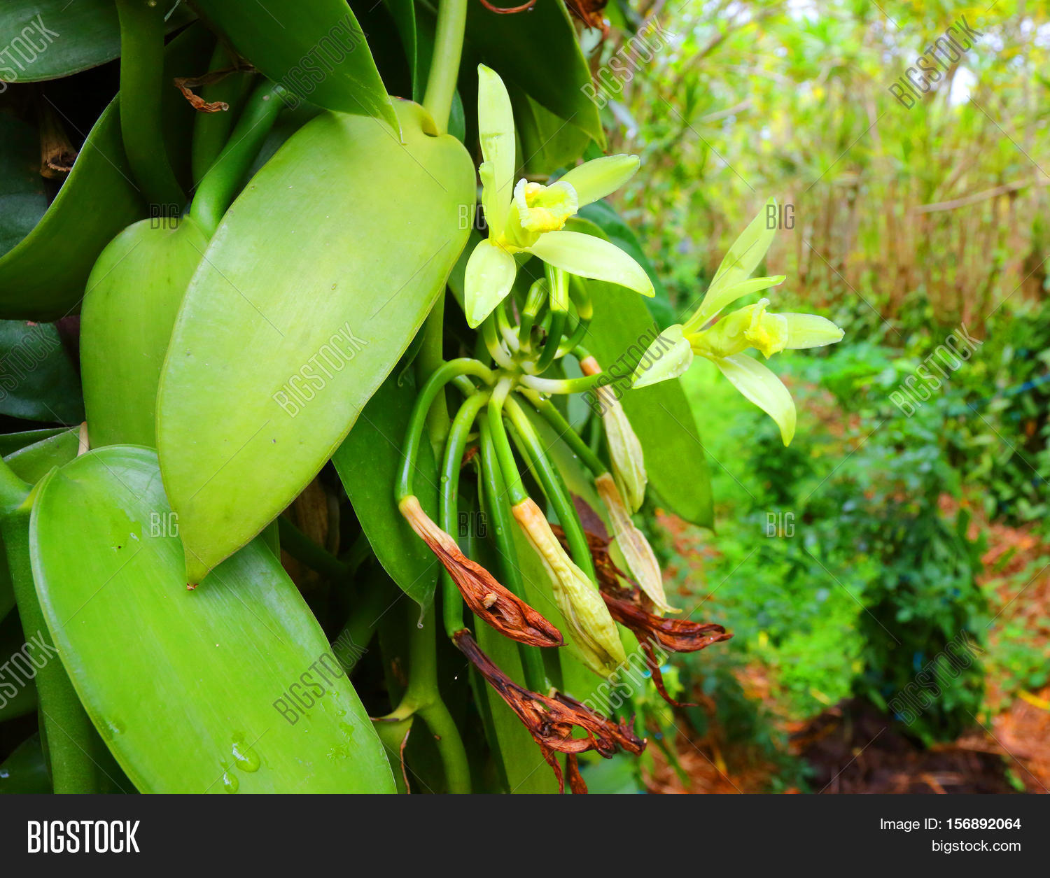 Closeup Vanilla Flower Image & Photo (Free Trial) | Bigstock