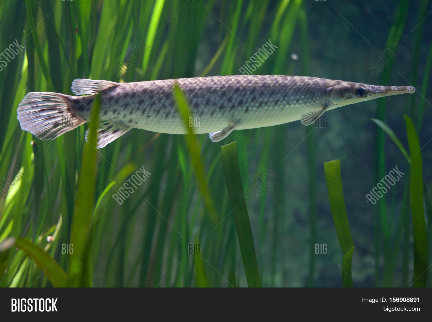 Spotted Gar ( Image & Photo (Free Trial) | Bigstock