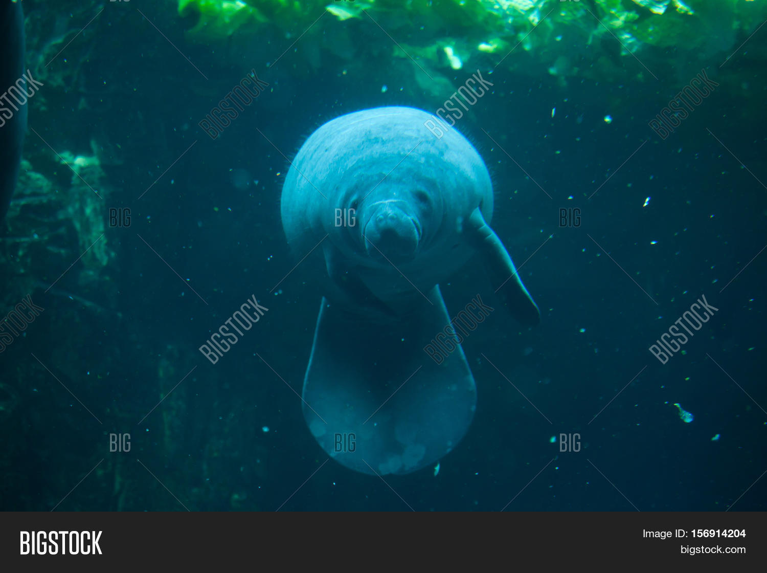 Antillean Manatee ( Image & Photo (Free Trial) | Bigstock