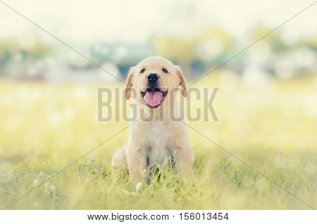 Dog Field. Labrador Image & Photo (Free Trial) | Bigstock