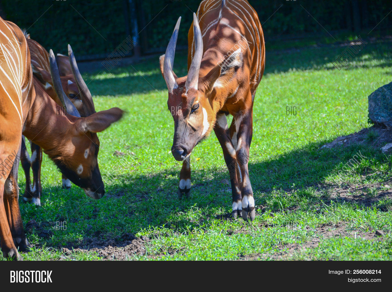 Two Bongo Antelopes On Image & Photo (Free Trial) | Bigstock