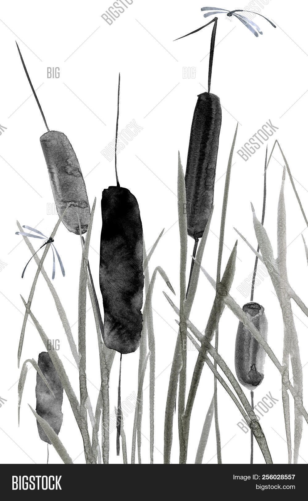 Dragonfly Bulrush. Image & Photo (Free Trial) | Bigstock